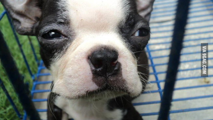 Not sure dawg... - 9GAG