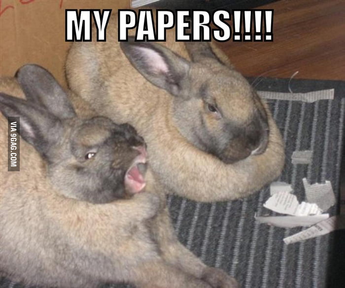 Angry bunny is angry - 9GAG