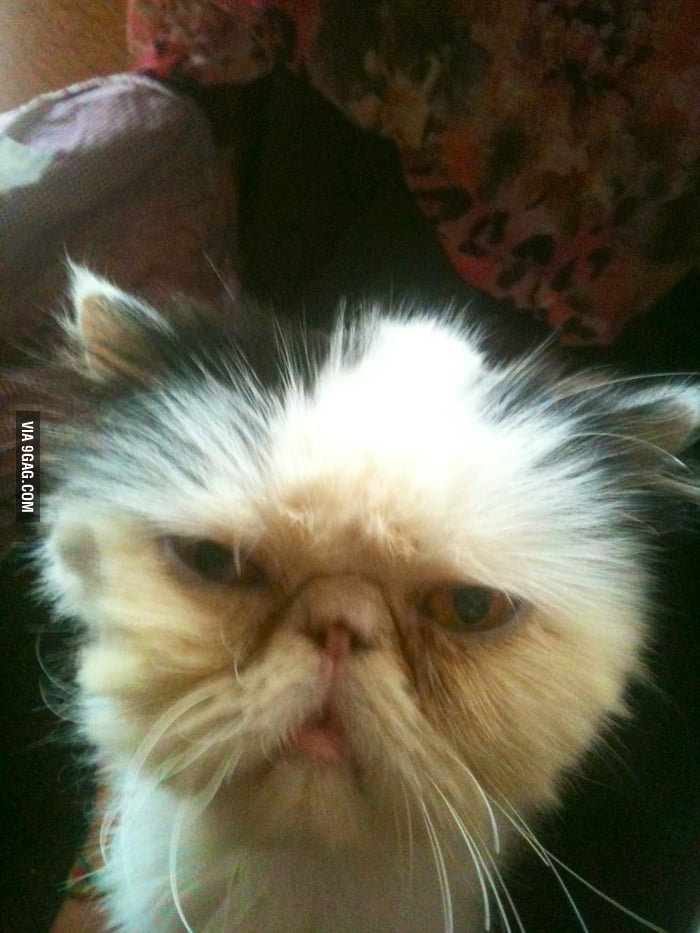 The true Grumpy Cat - 9GAG