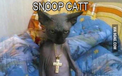 Snoop Catt - 9GAG