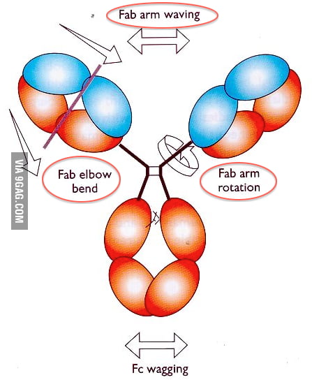 In Immunology Class Or Advanced Masturbation 9gag 