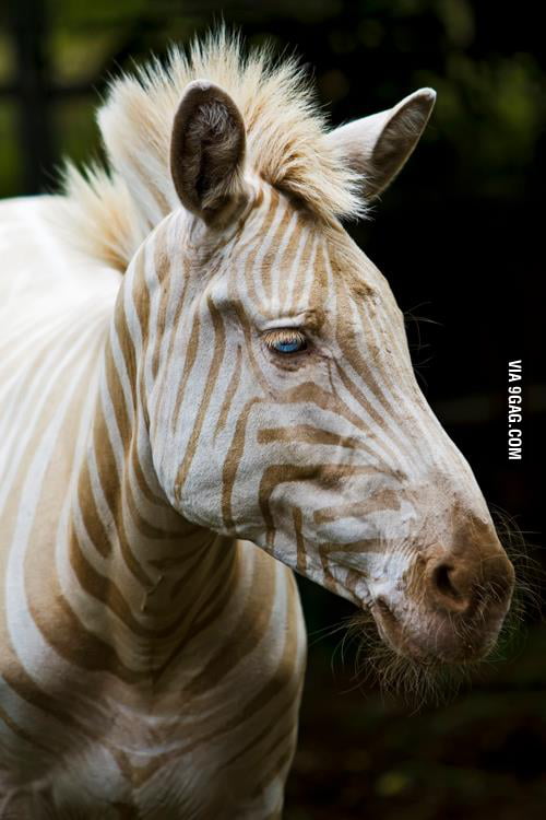 Extremely Rare ‘White’ Zebra – Blue Eyes, Gold Stripes! - 9GAG