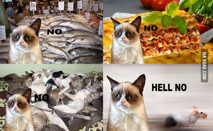Grumpy cat is not impressed - 9GAG