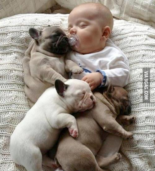 Baby and Dogs - 9GAG