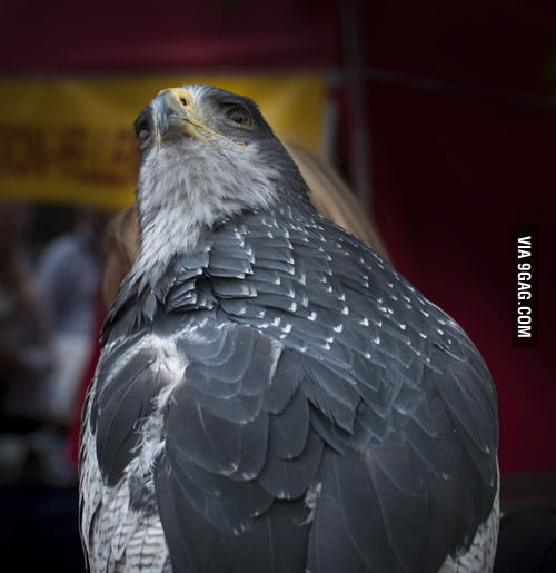 Suspicious black chested buzzard eagle is suspicious - 9GAG