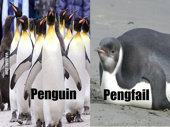 Penguin/fail - 9GAG