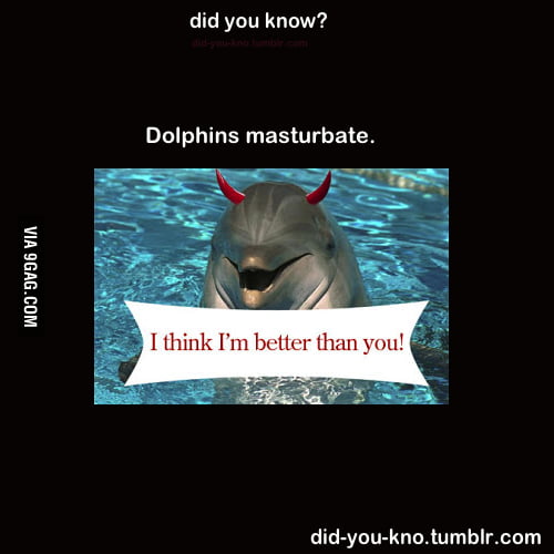 Random dolphin post is super random - 9GAG