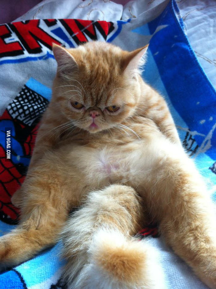 Grumpy Cat's best friend... - 9GAG