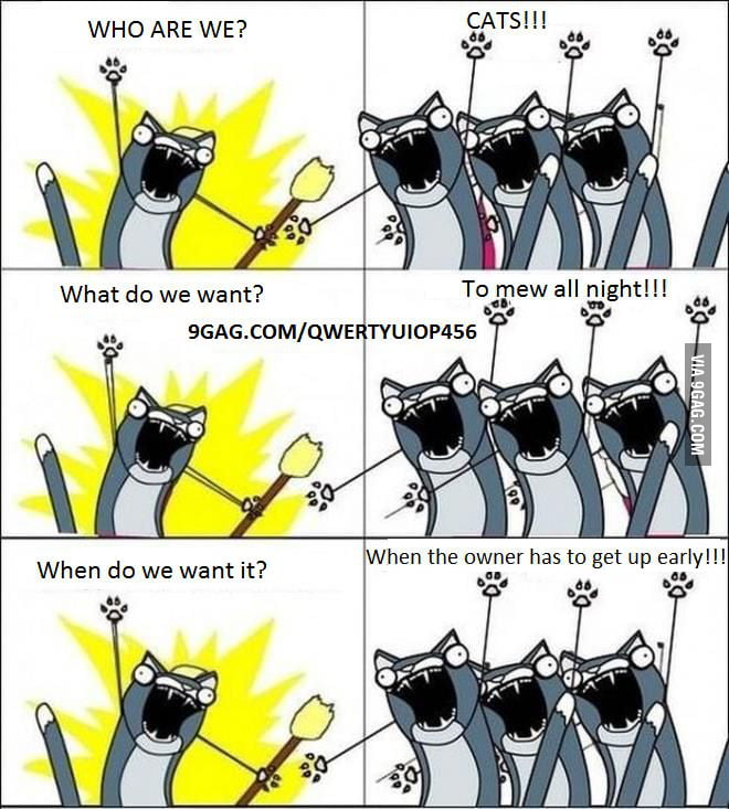 Just cats being cats - 9GAG