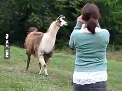 Lama Vs Human - 9GAG