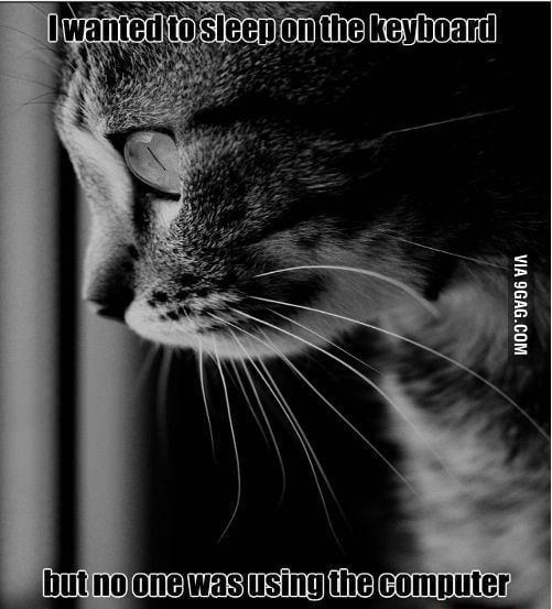 First World Cat Problems - 9GAG