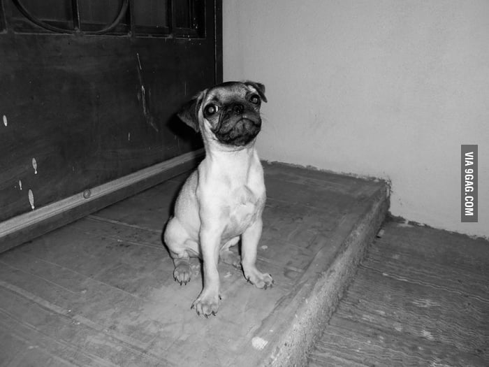 Proud pug! - 9GAG