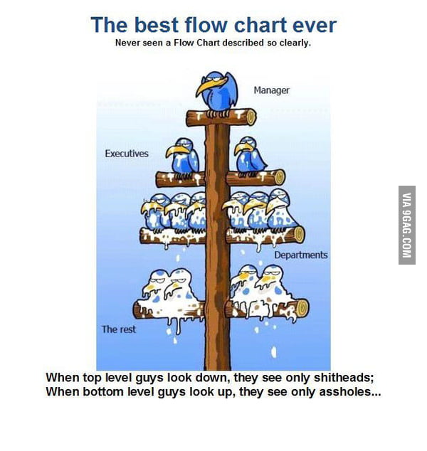 Bird piramide - 9GAG