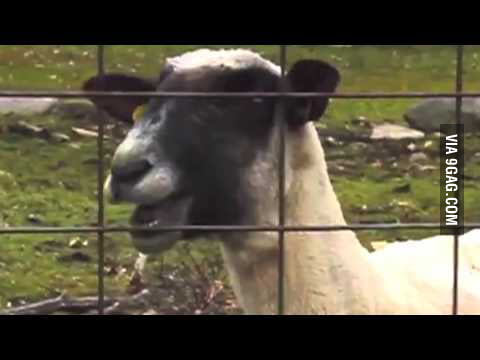Funny goat sounds - 9GAG