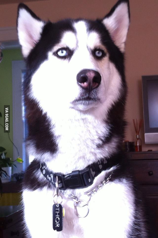 Ridiculously photogenic Husky - 9GAG