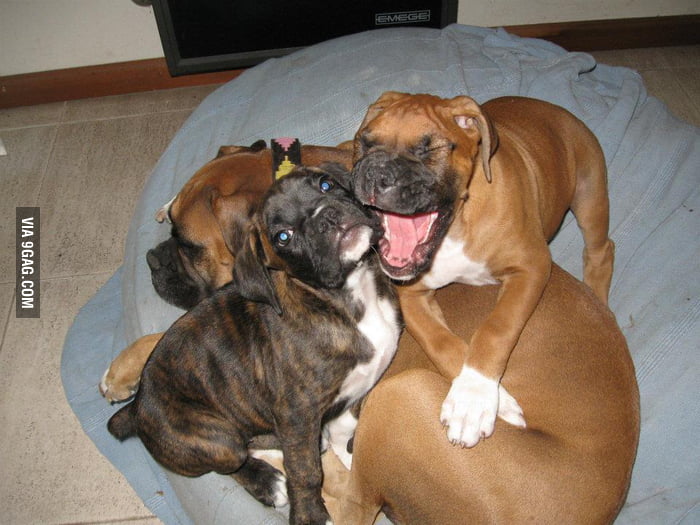 My dogs, derping - 9GAG