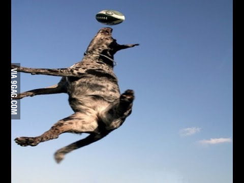 Dog on a unicycle does a backflip - amazing and hilarious - 9GAG