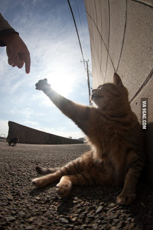 Sistine Chapel Cat - 9GAG