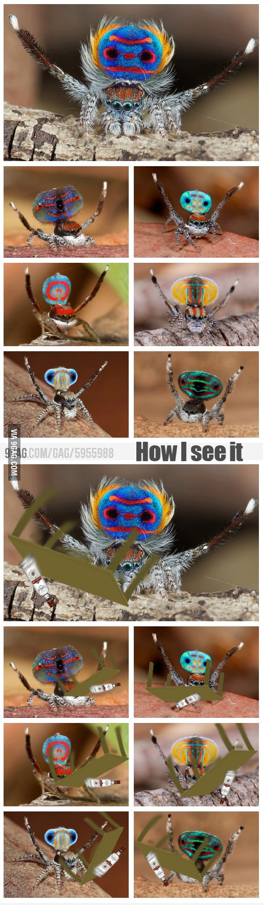 Flipping spiders - 9GAG