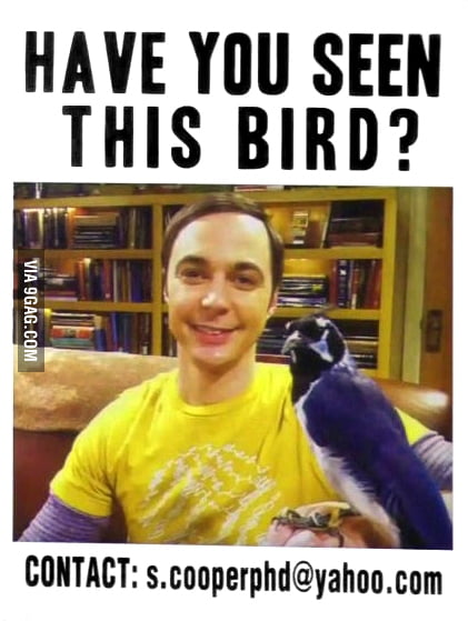 Sheldon's Bird - 9GAG