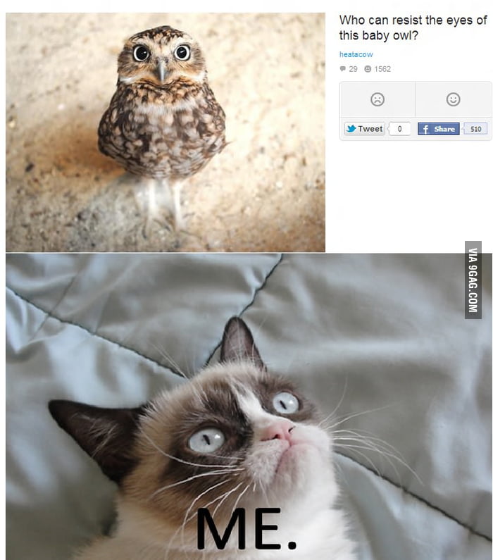 Grumpy cat on baby owl - 9GAG