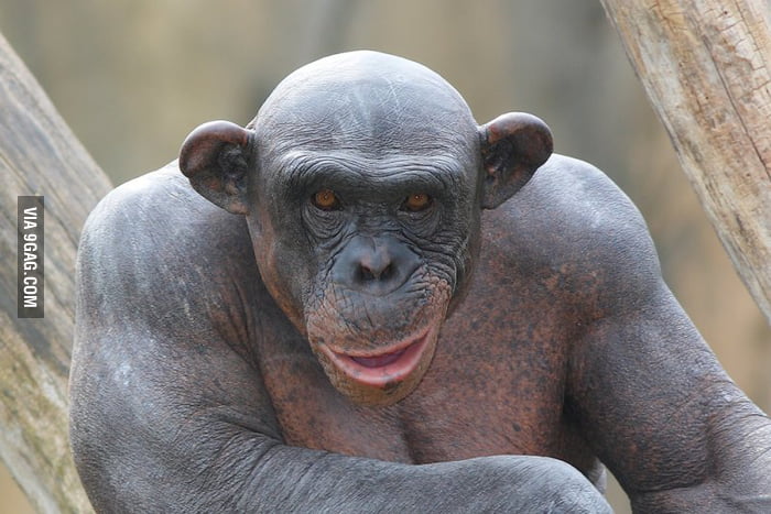Hairless Monkey