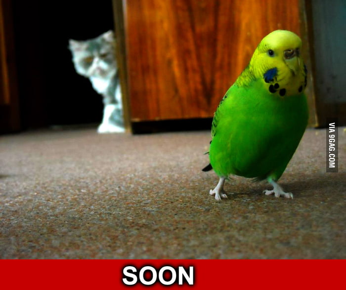 SOON CAT - 9GAG