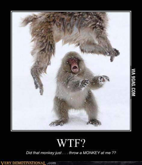 Did that monkey... Yes, yes he did - 9GAG