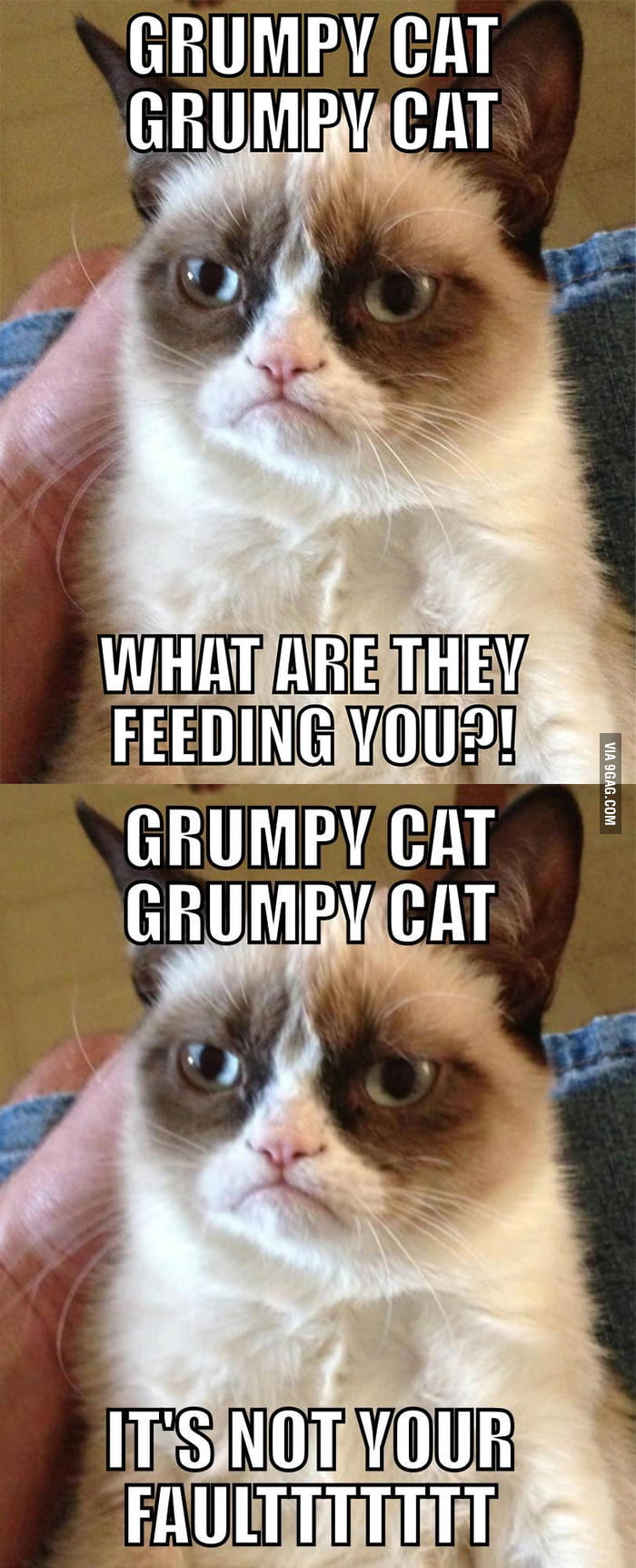 The grumpy cat song - 9GAG
