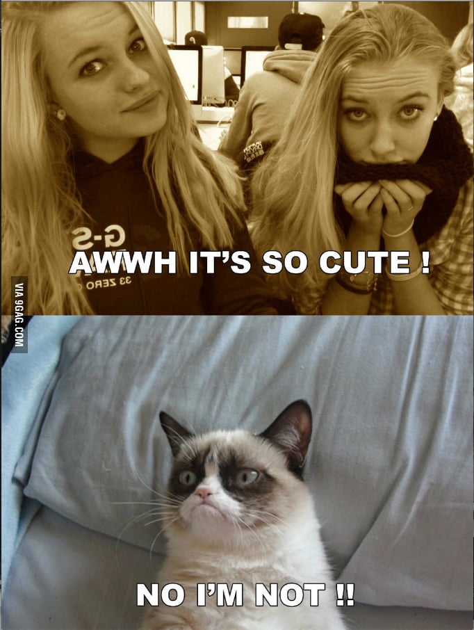 Grumpy cat is being cute... - 9GAG