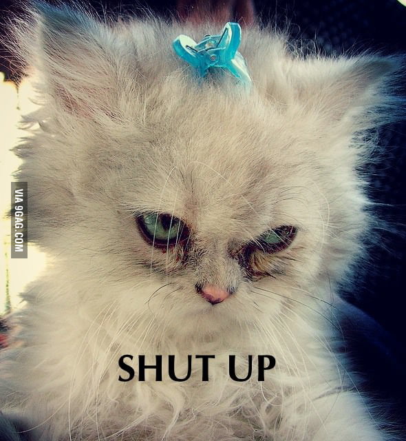 Furious Cat - a new meme? - 9GAG
