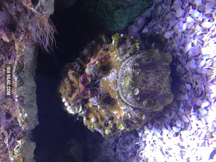 Grumpy Cat? I present to you Grumpy Fish. - 9GAG