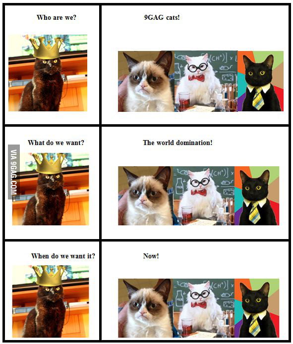 9gag cats! - 9GAG