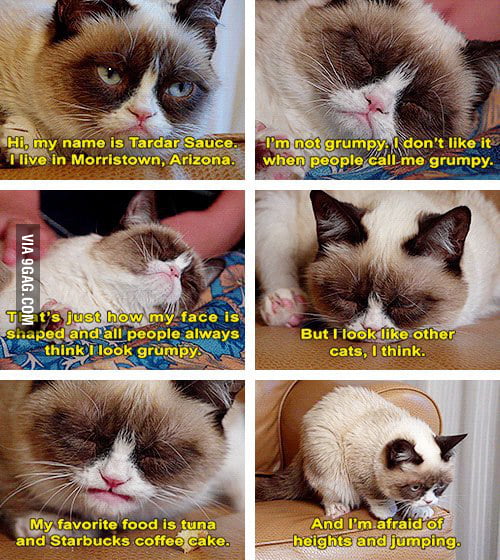 Grumpy Cat is Misunderstood Cat. - 9GAG