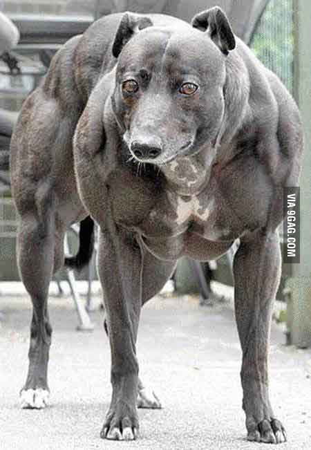Dog on steroids - 9GAG