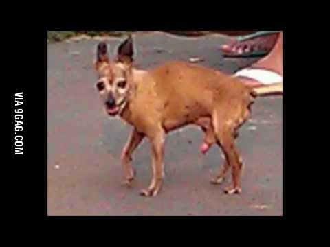 Little Dog with big Dong - 9GAG