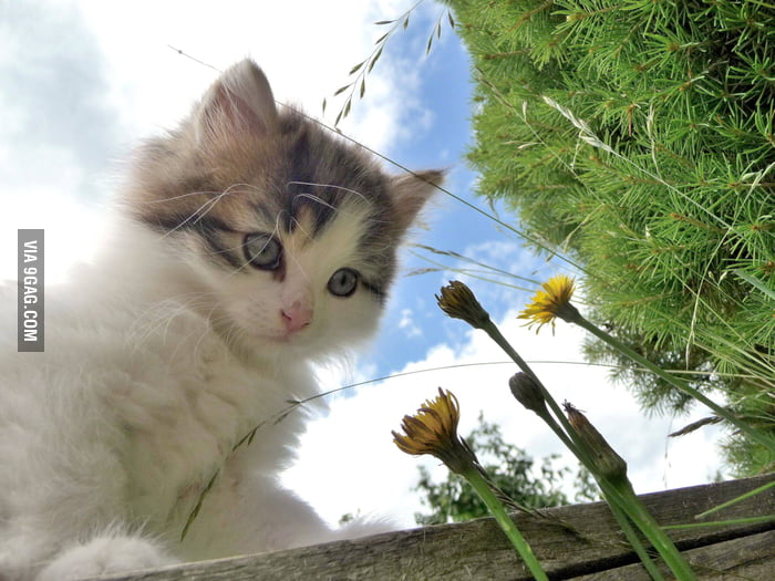 Little cat exploring the world. - 9GAG