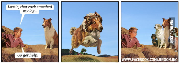 Go get help Lassie! - 9GAG