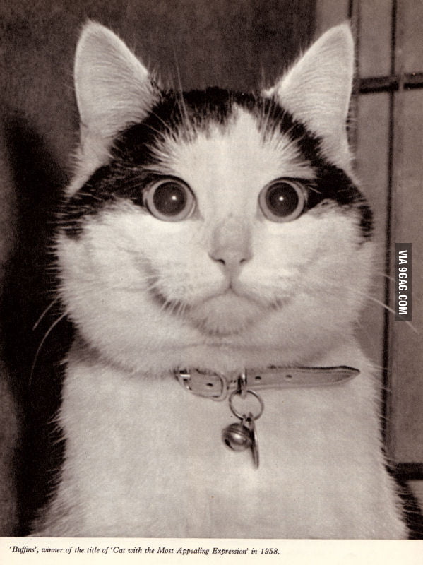 Buffins cat with the most appealing expression - 9GAG
