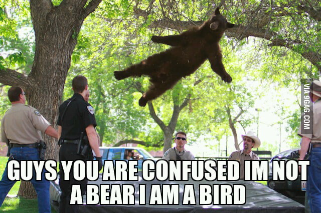 Intelligent Bear is Intelligent - 9GAG