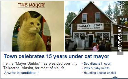 Mayor Cat... Yep you read that right - 9GAG
