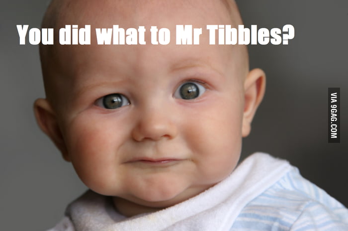 Oh no. Not Mr Tibbles. - 9GAG