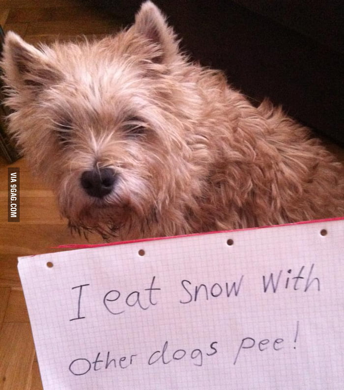 I eat snow... - 9GAG