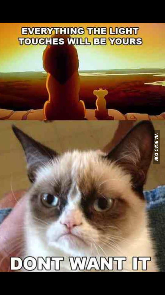 Grumpy cat, being grumpy! - 9GAG