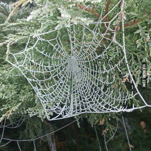 Stunning Frozen Spider's web - 9GAG