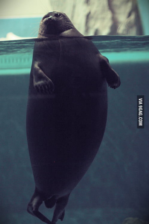 This seal is so cute, And fat - 9GAG