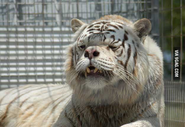 This is even rarer Albino Tiger with Down Syndrome - 9GAG