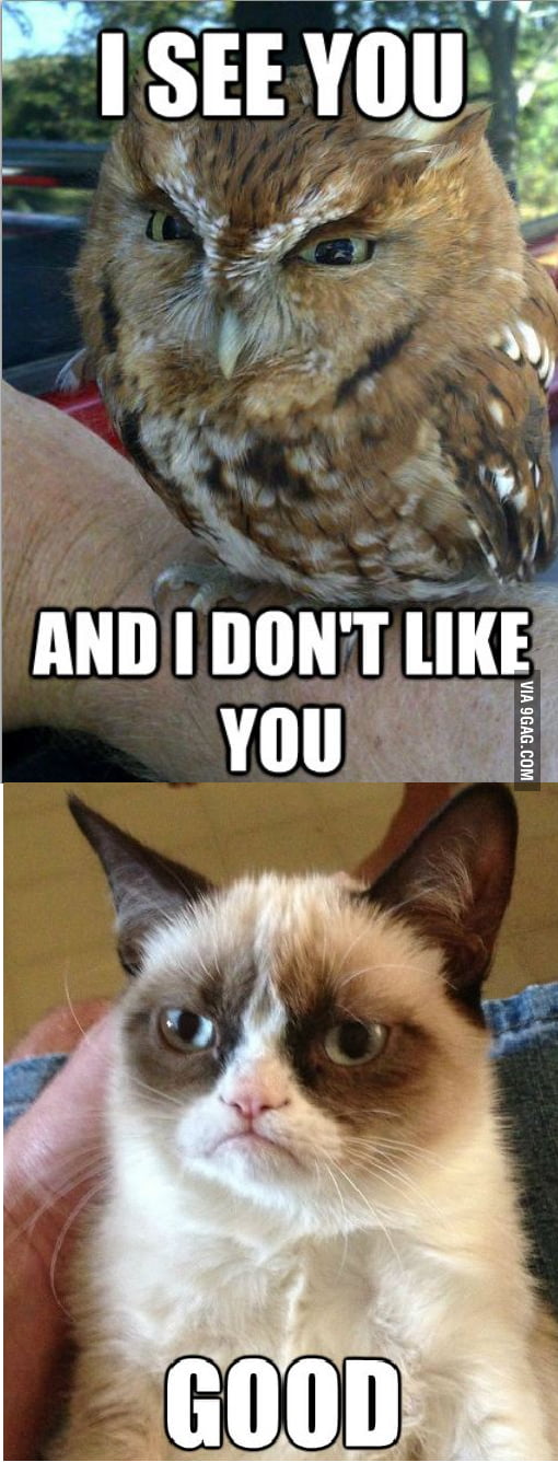 Angry Owl Meme