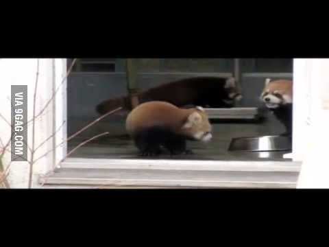 Cute Red Panda Gets Scared Must watch - 9GAG