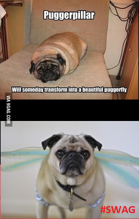 What? Puggerpillar is evolving! - 9GAG